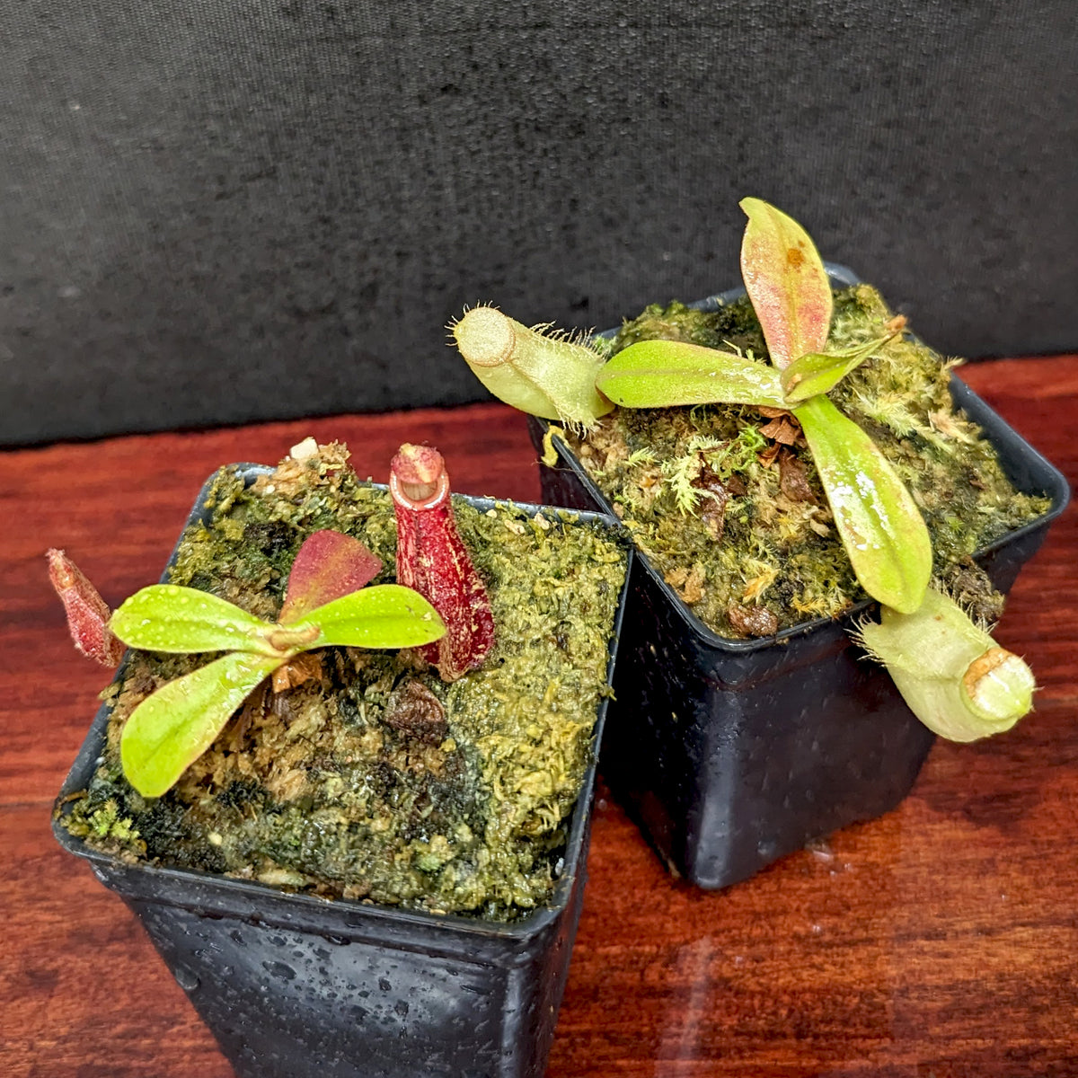 Nepenthes 'Lady Luck' x ampullaria 'Black Miracle', CAR-0390 – Carnivero