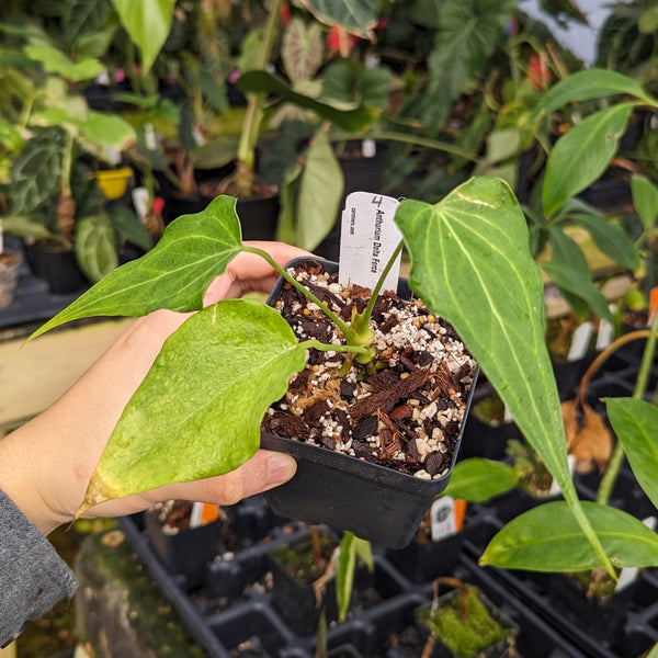 Anthurium 'Delta Force' – Carnivero