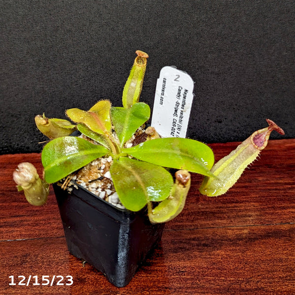 Nepenthes Veitchii [ K X Murud X Candy Striped] Car 0242 Exact Carnivero