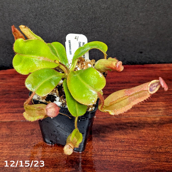 Nepenthes Veitchii [ K X Murud X Candy Striped] Car 0242 Exact Carnivero