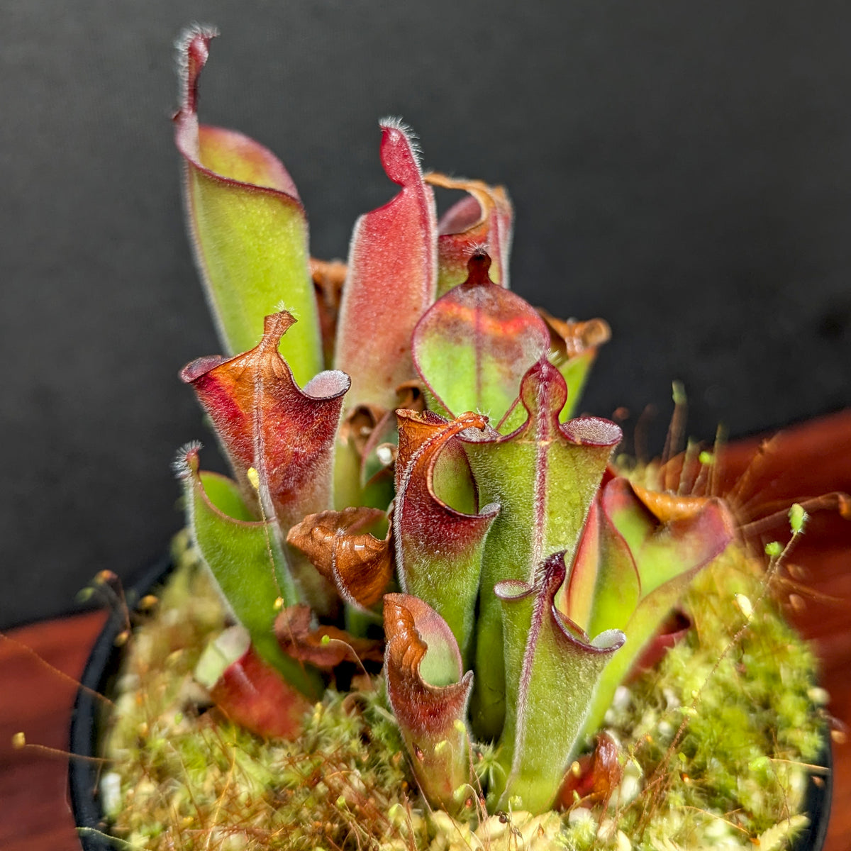 Heliamphora parva clone 13/3 (red) - Exact Plant 12/15/23 – Carnivero