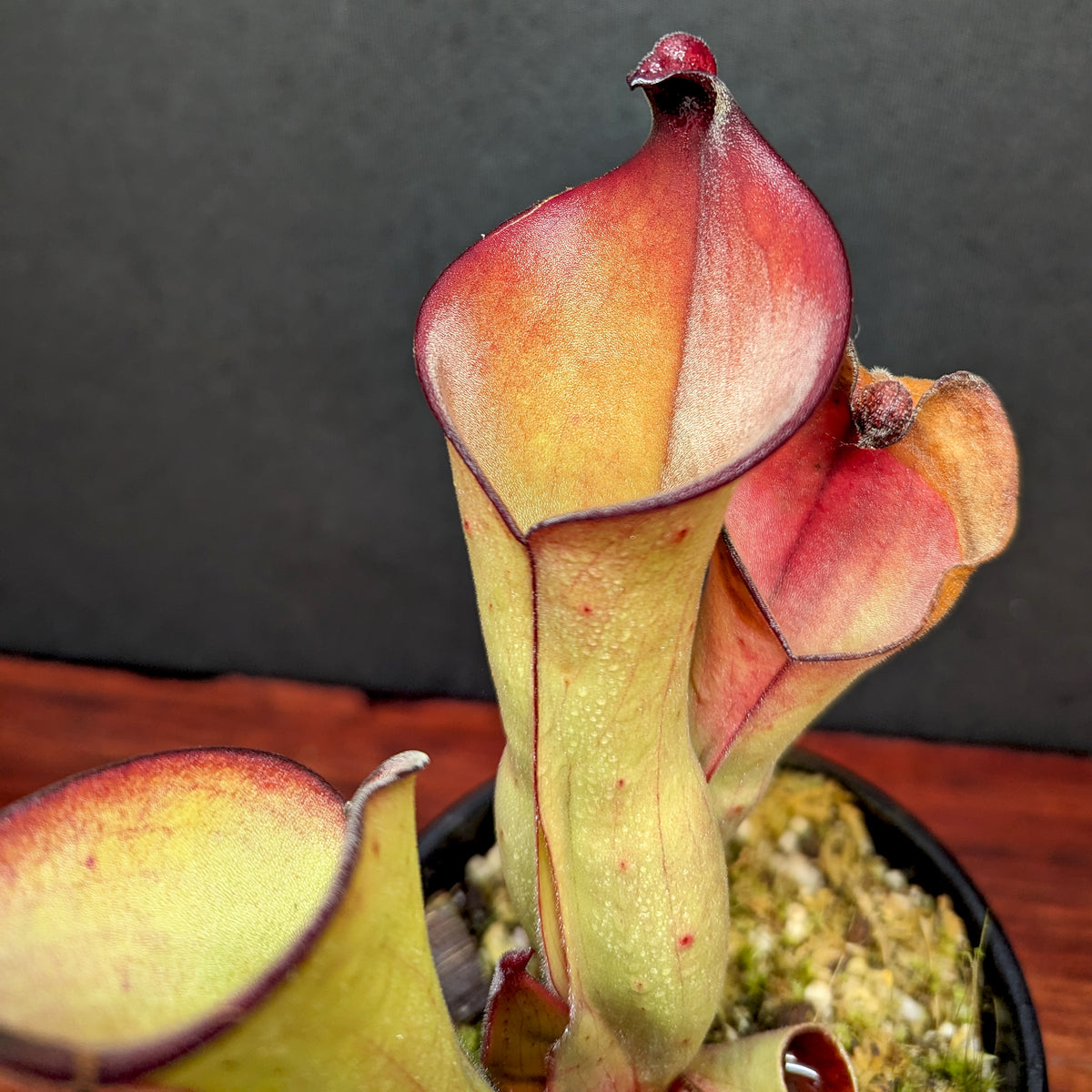 Heliamphora uncinata Giant (Amuri) – Carnivero
