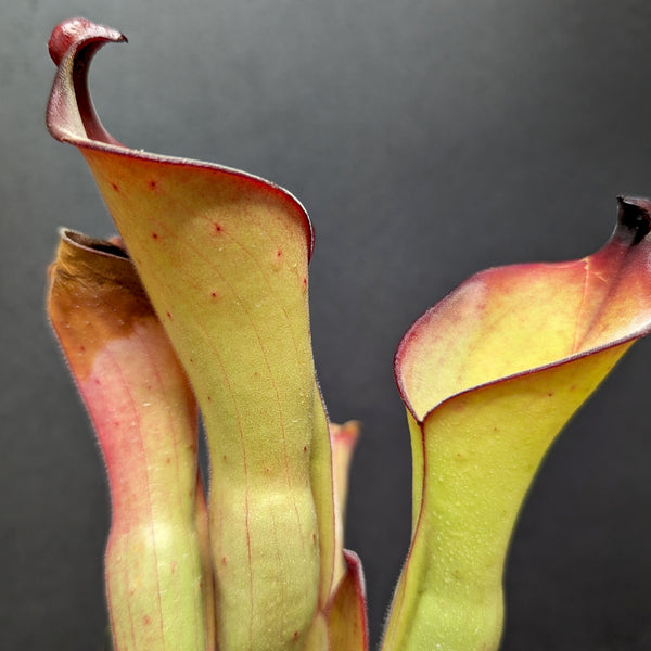 Heliamphora uncinata Giant (Amuri) – Carnivero
