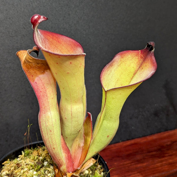 Heliamphora uncinata Giant (Amuri) – Carnivero
