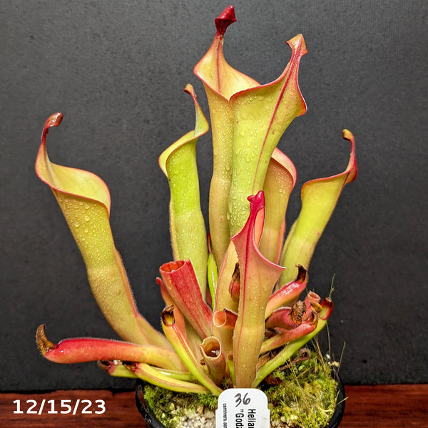 Heliamphora "Godzilla" – Carnivero