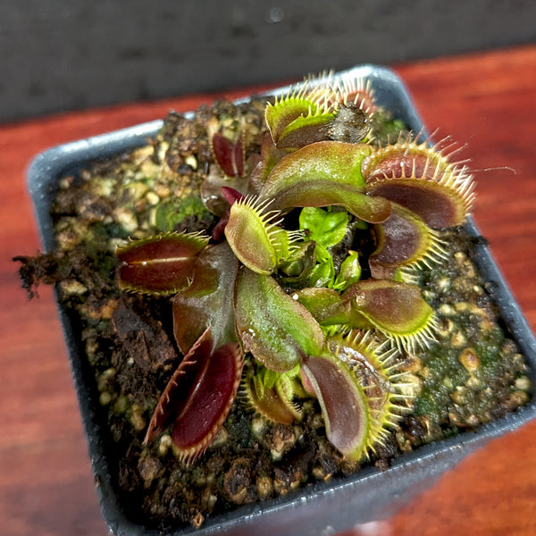 Venus Flytrap- Dionaea muscipula 'Maroon Monster' – Carnivero