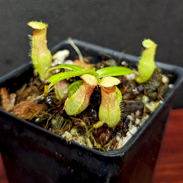 Nepenthes ventricosa x (edwardsiana x ventricosa) – Carnivero