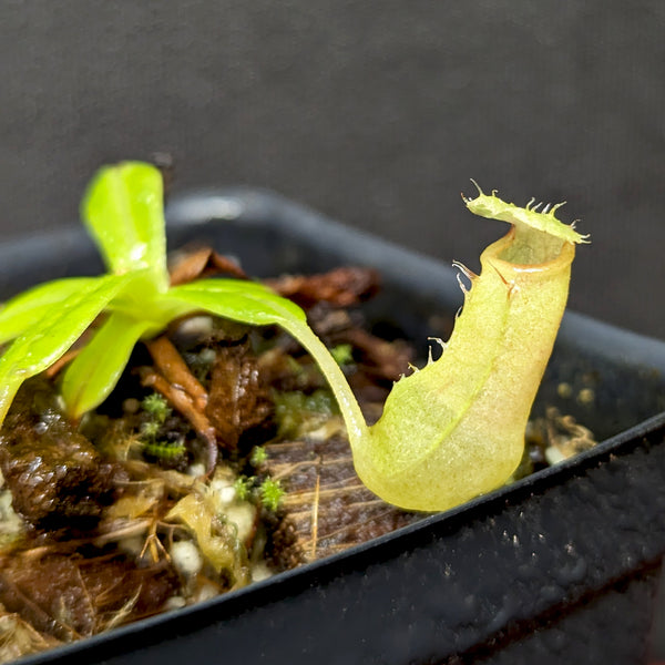 Nepenthes ventricosa x (edwardsiana x ventricosa) – Carnivero
