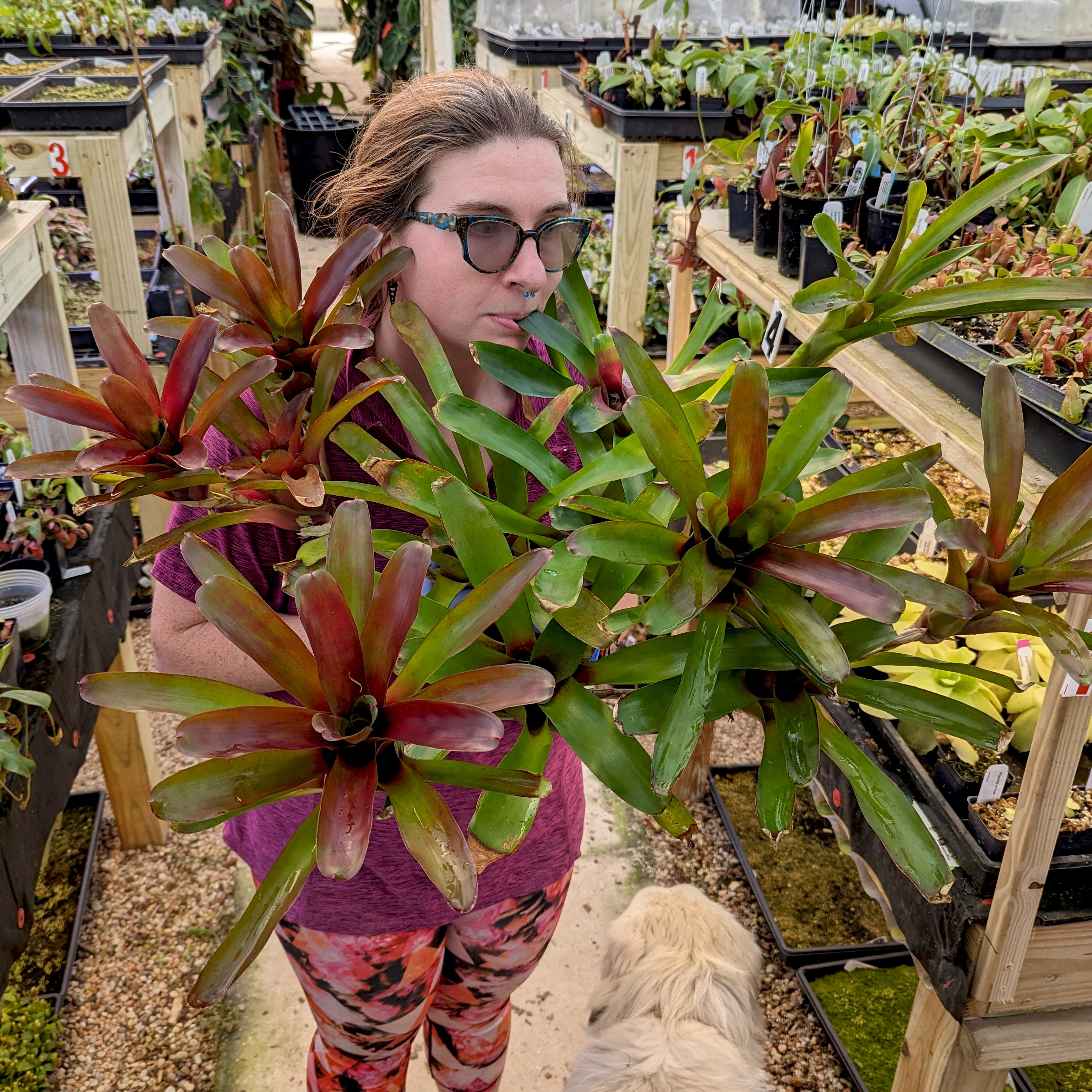 Bromeliad Neoregelia 'Fireball' Tropical Plant – Carnivero