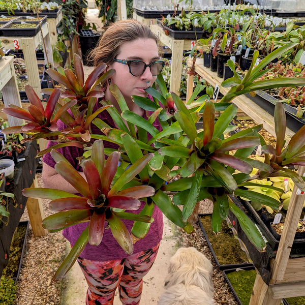 Bromeliad Neoregelia 'Fireball' Tropical Plant – Carnivero