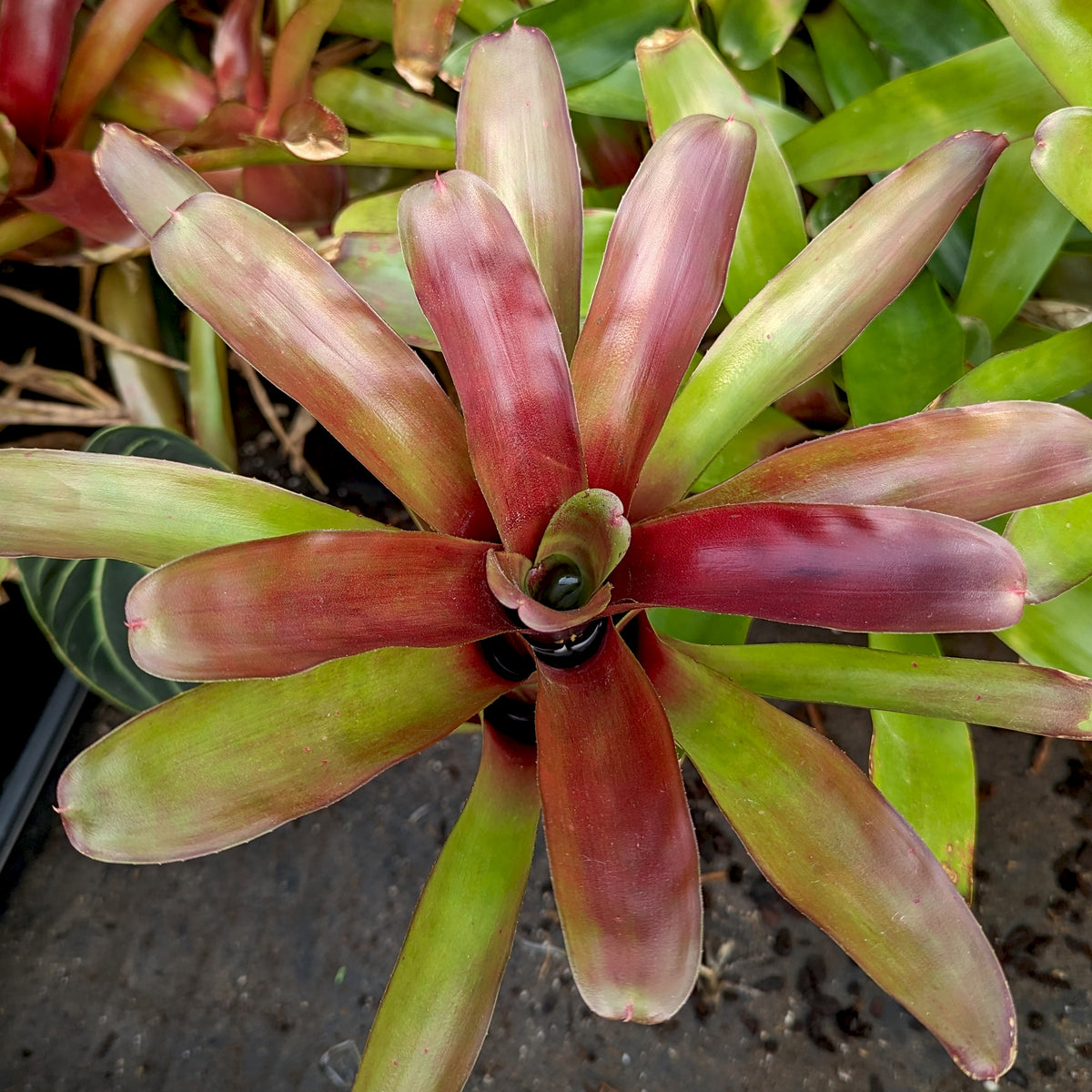 Bromeliad Neoregelia 'Fireball' Tropical Plant – Carnivero