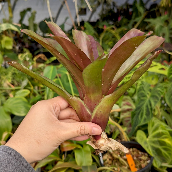 Bromeliad Neoregelia 'Fireball' Tropical Plant – Carnivero