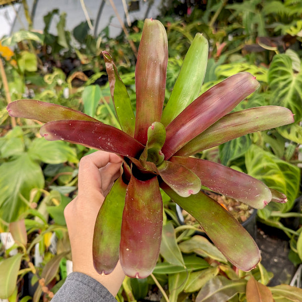 Bromeliad Neoregelia 'Fireball' Tropical Plant – Carnivero