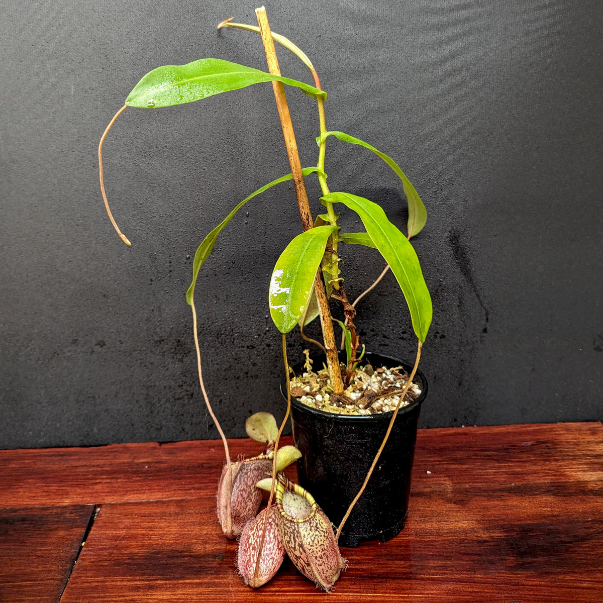 Nepenthes spectabilis (Giant) x undulatifolia – Carnivero