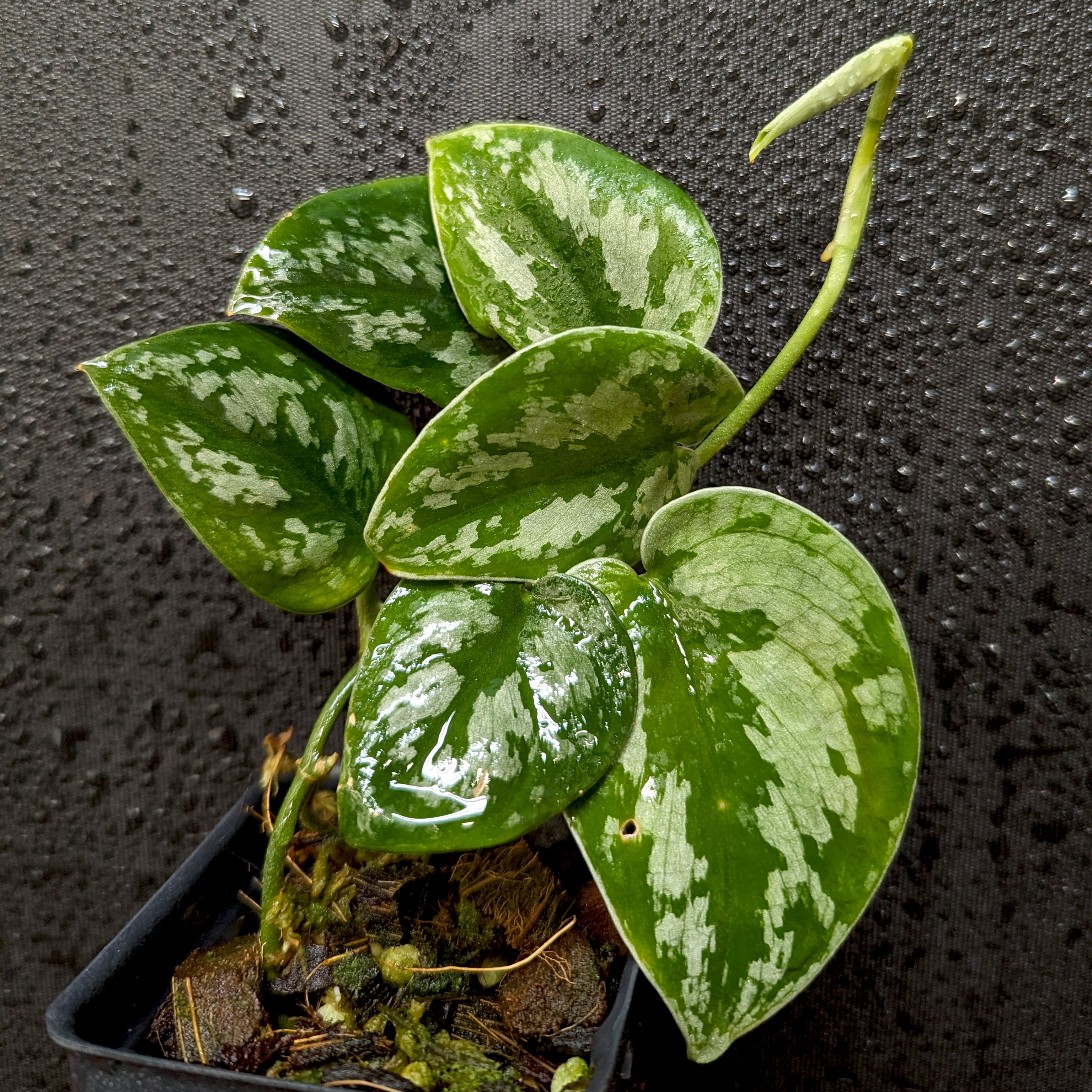 Scindapsus 'Black Mamba' – Carnivero