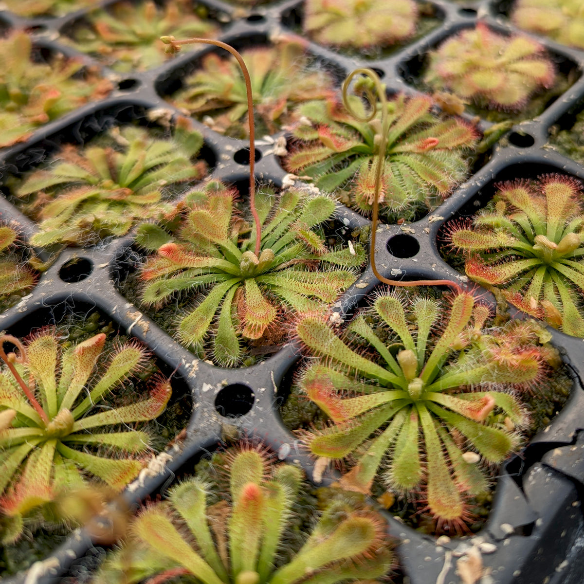 Drosera spatulata var. lovellae Sundew – Carnivero