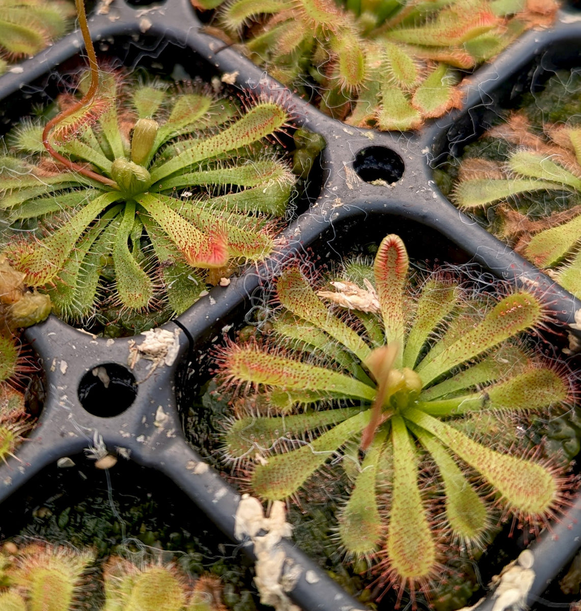 Drosera spatulata var. lovellae Sundew – Carnivero