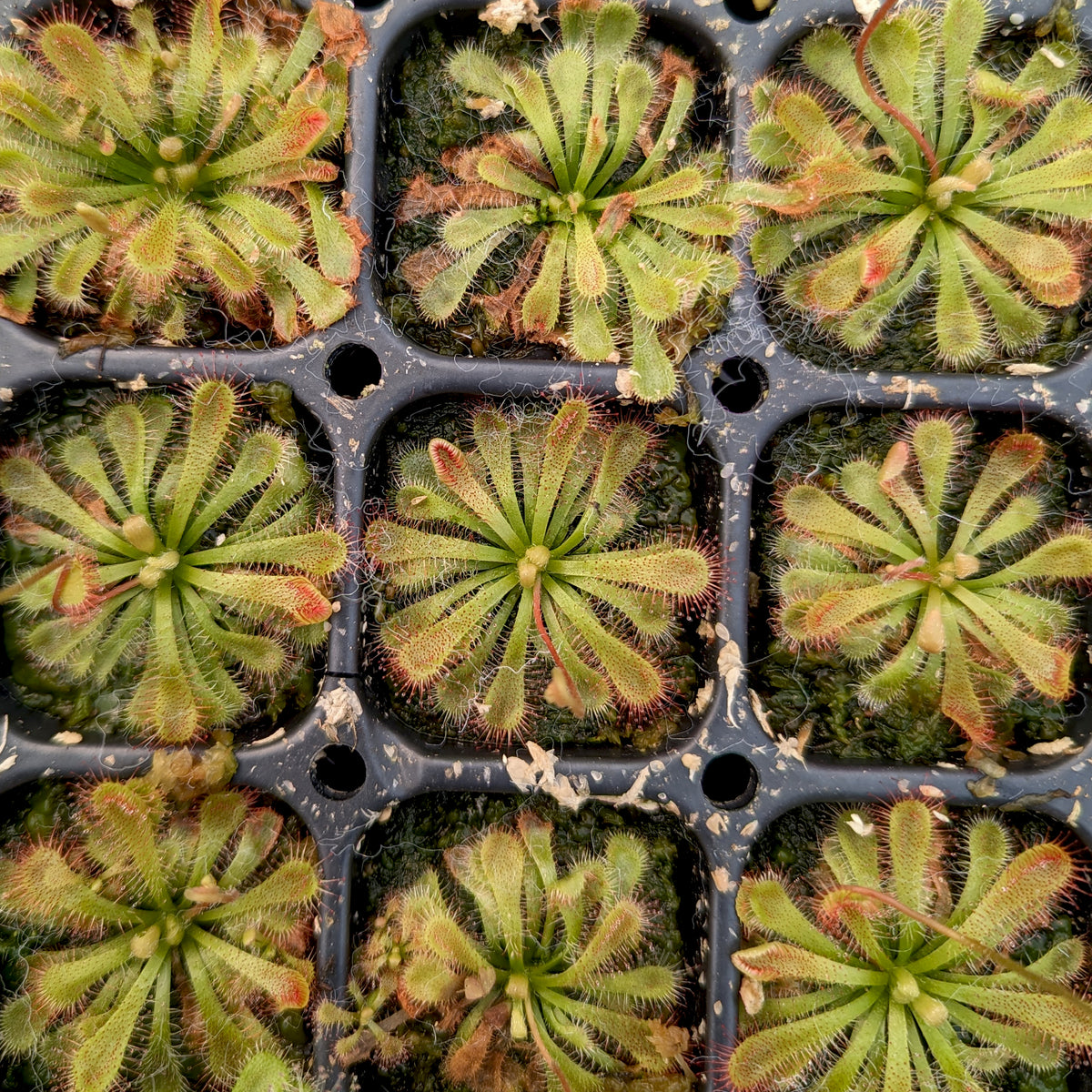 Drosera spatulata var. lovellae Sundew – Carnivero