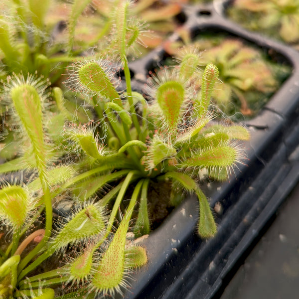 Drosera nidiformis, Nestle-Leafed Sundew – Carnivero