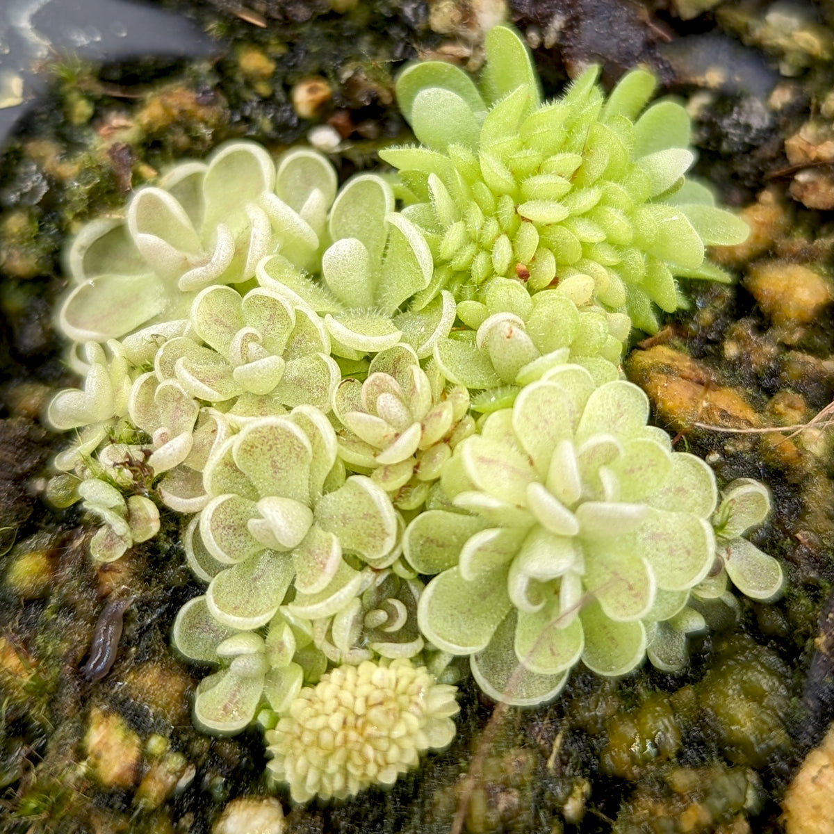 Pinguicula jaumavensis Mexican butterwort plant – Carnivero