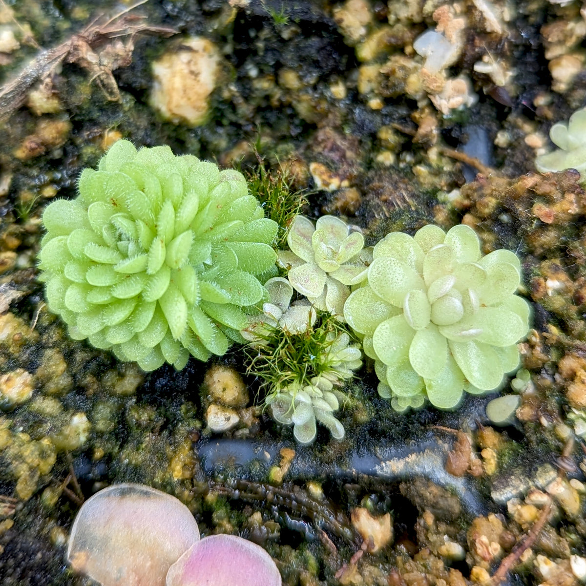 Pinguicula jaumavensis Mexican butterwort plant – Carnivero