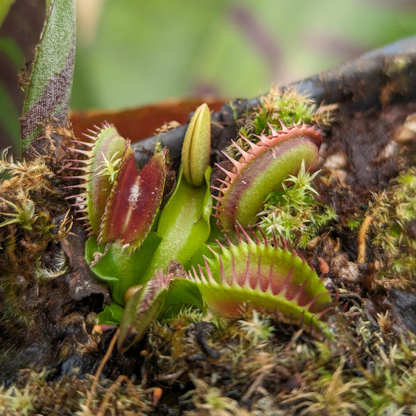 Dionaea muscipula Bimbo – Carnivero