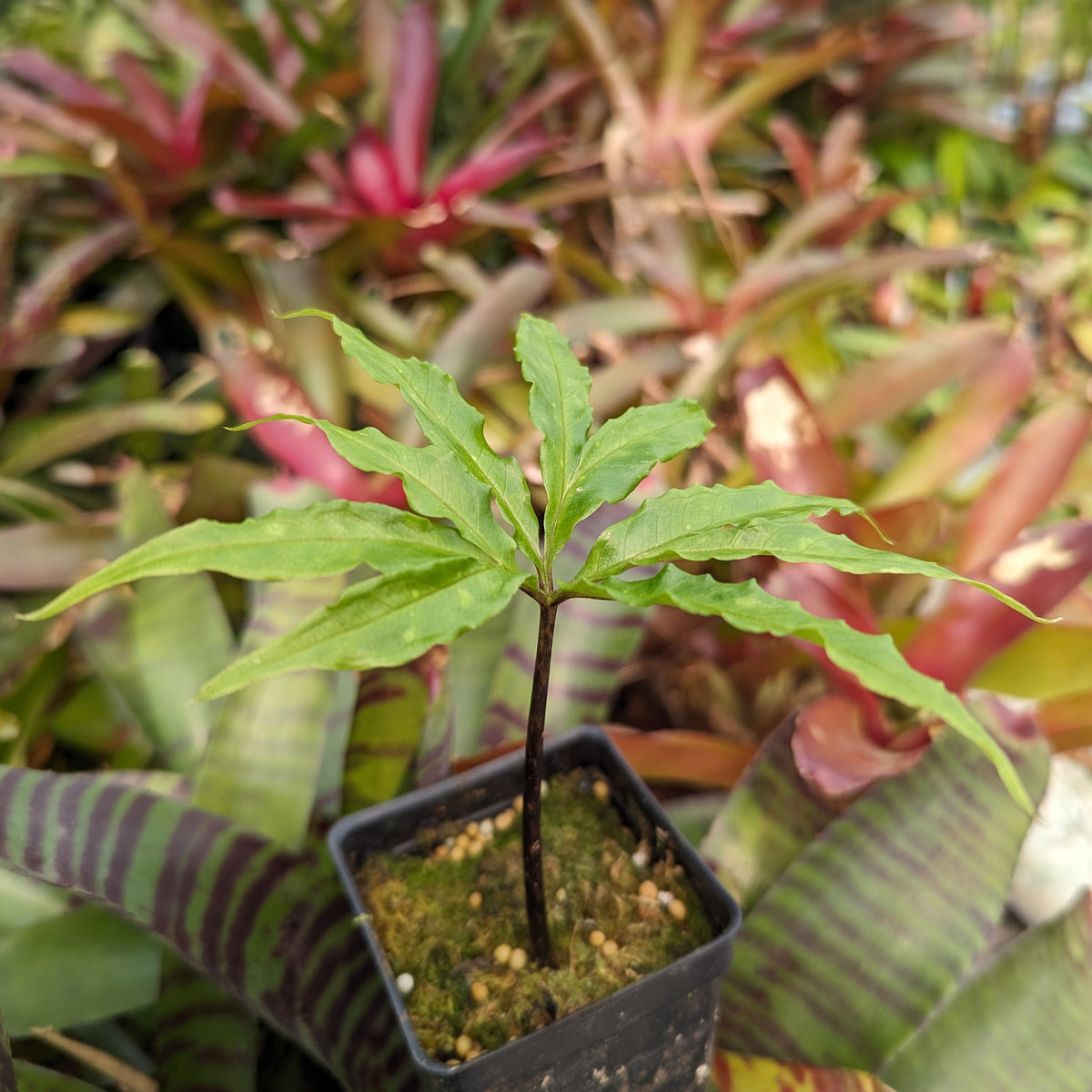 Amorphophallus galbra, Sweet Snakeskin Lily, Corpse Flower – Carnivero