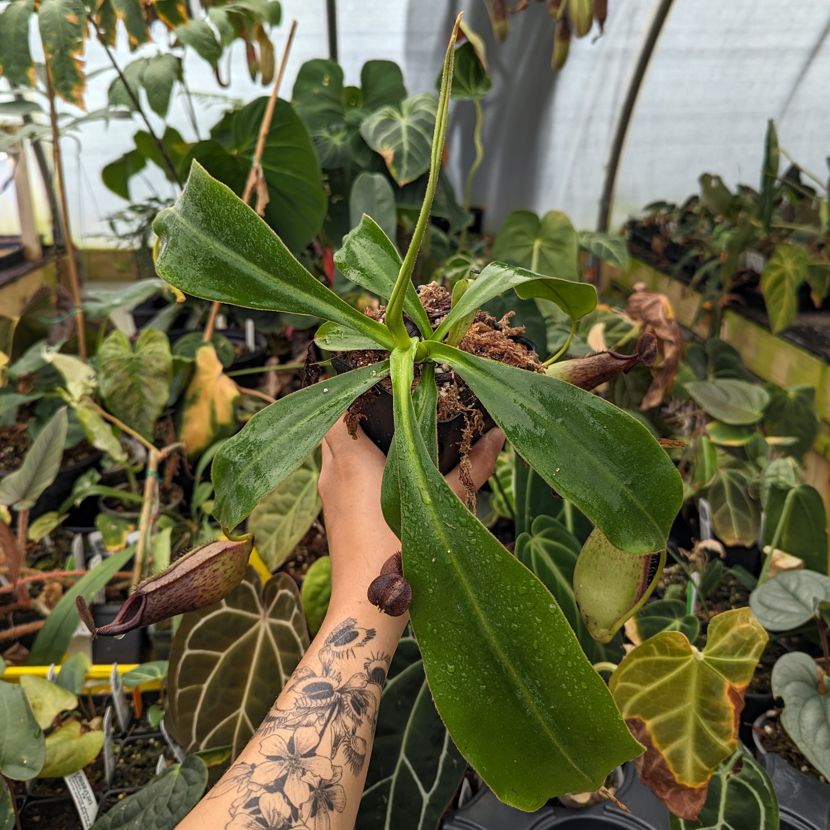 Nepenthes Purple Haze, CAR-0420 – Carnivero