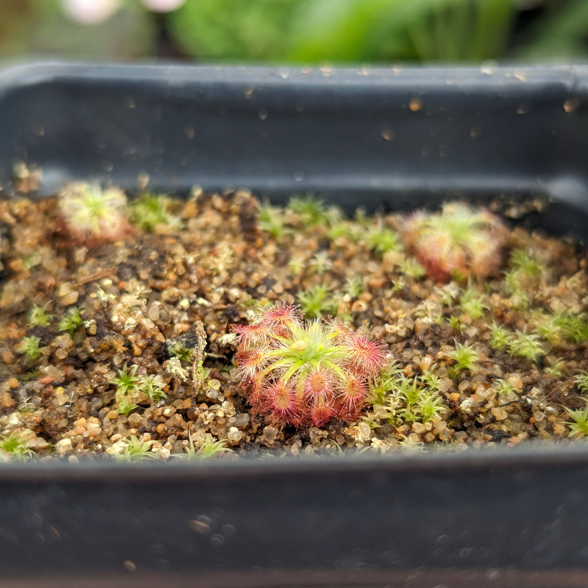 Drosera x Dork's Pink Pygmy Sundew Carnivorous Plant – Carnivero