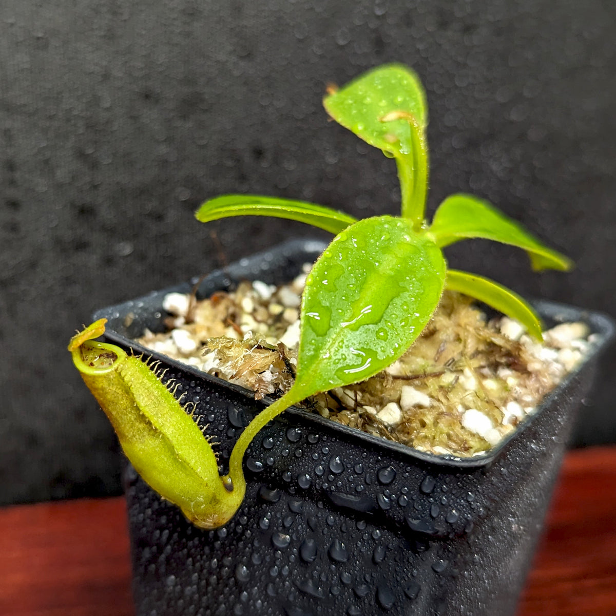 Nepenthes copelandii, BE-3046 – Carnivero