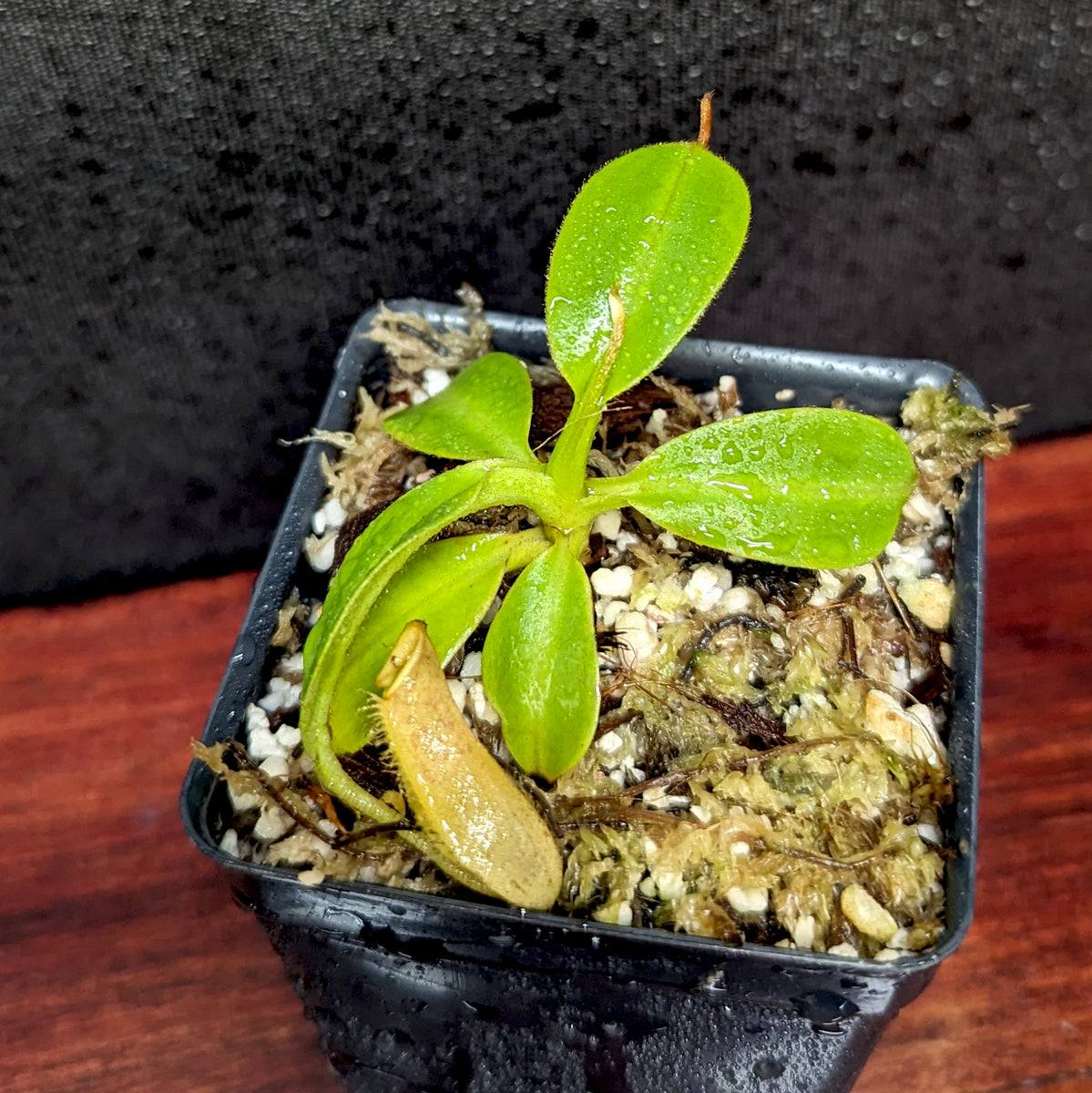 Nepenthes copelandii, BE-3046 – Carnivero