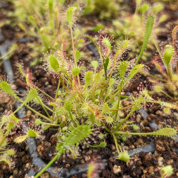 Drosera anglica English Sundew, Great Sundew – Carnivero