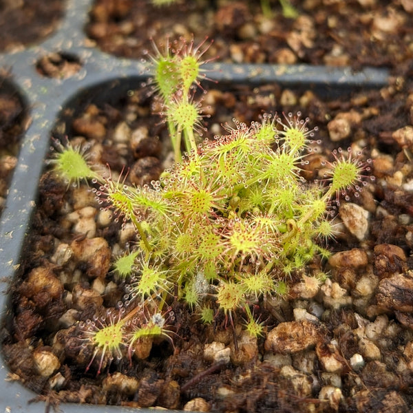 Drosera anglica English Sundew, Great Sundew – Carnivero