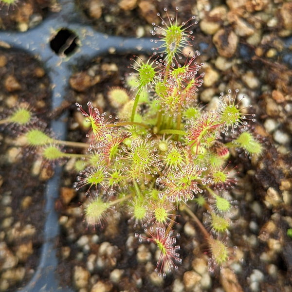 Drosera anglica English Sundew, Great Sundew – Carnivero