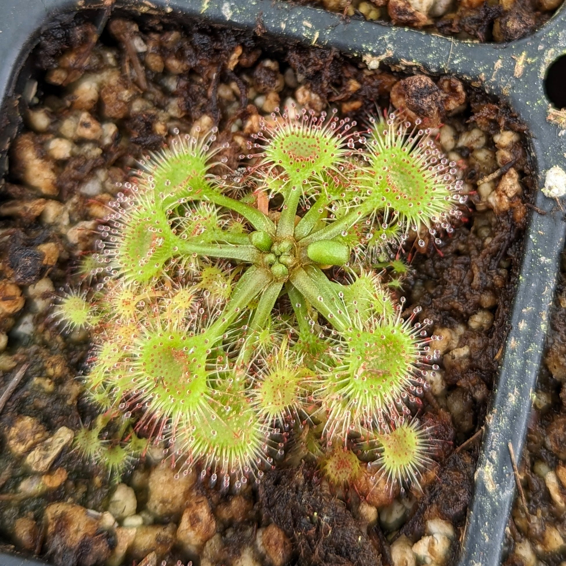 Drosera rotundifolia, Round-Leaved Sundew – Carnivero