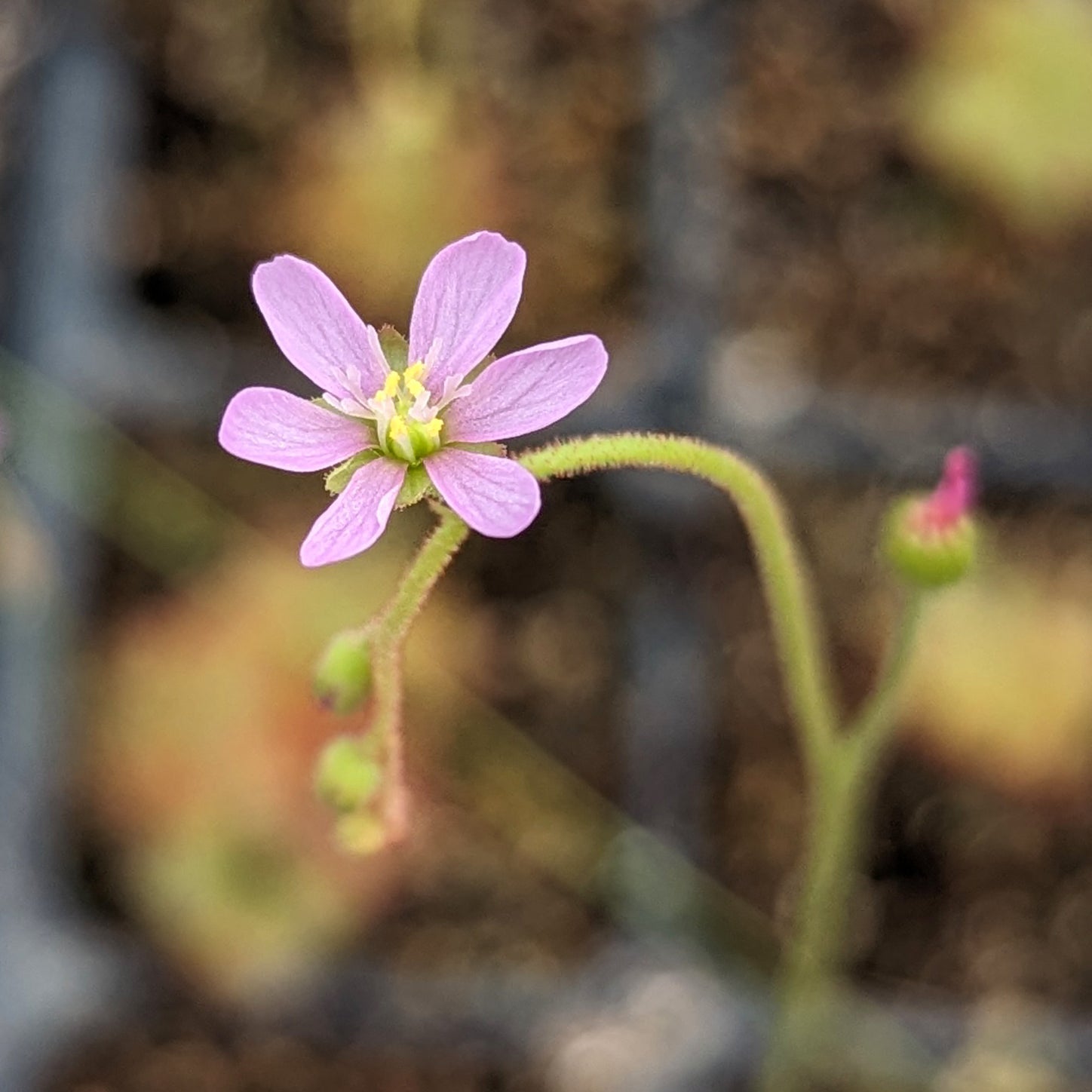 Drosera dielsiana, Pretty Rosette Sundew – Carnivero
