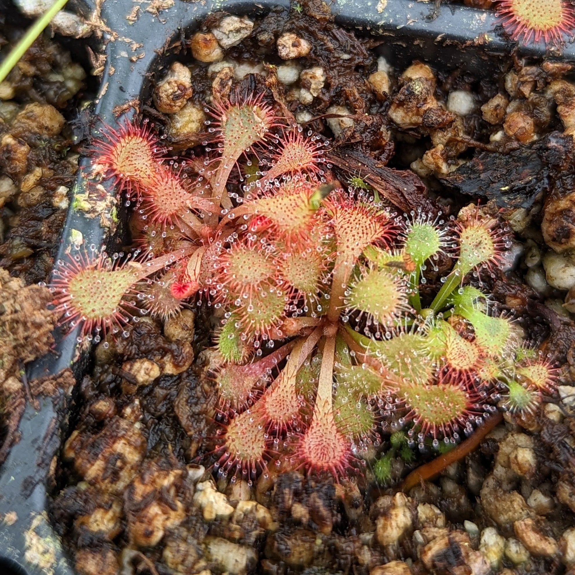 Drosera natalensis, Natal Sundew – Carnivero