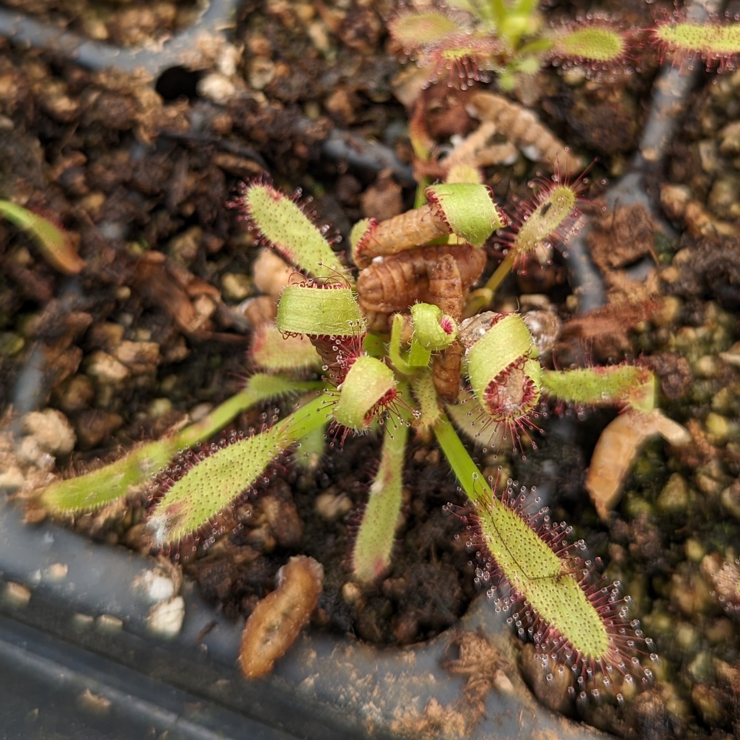 Drosera capensis, Cape Sundew – Carnivero