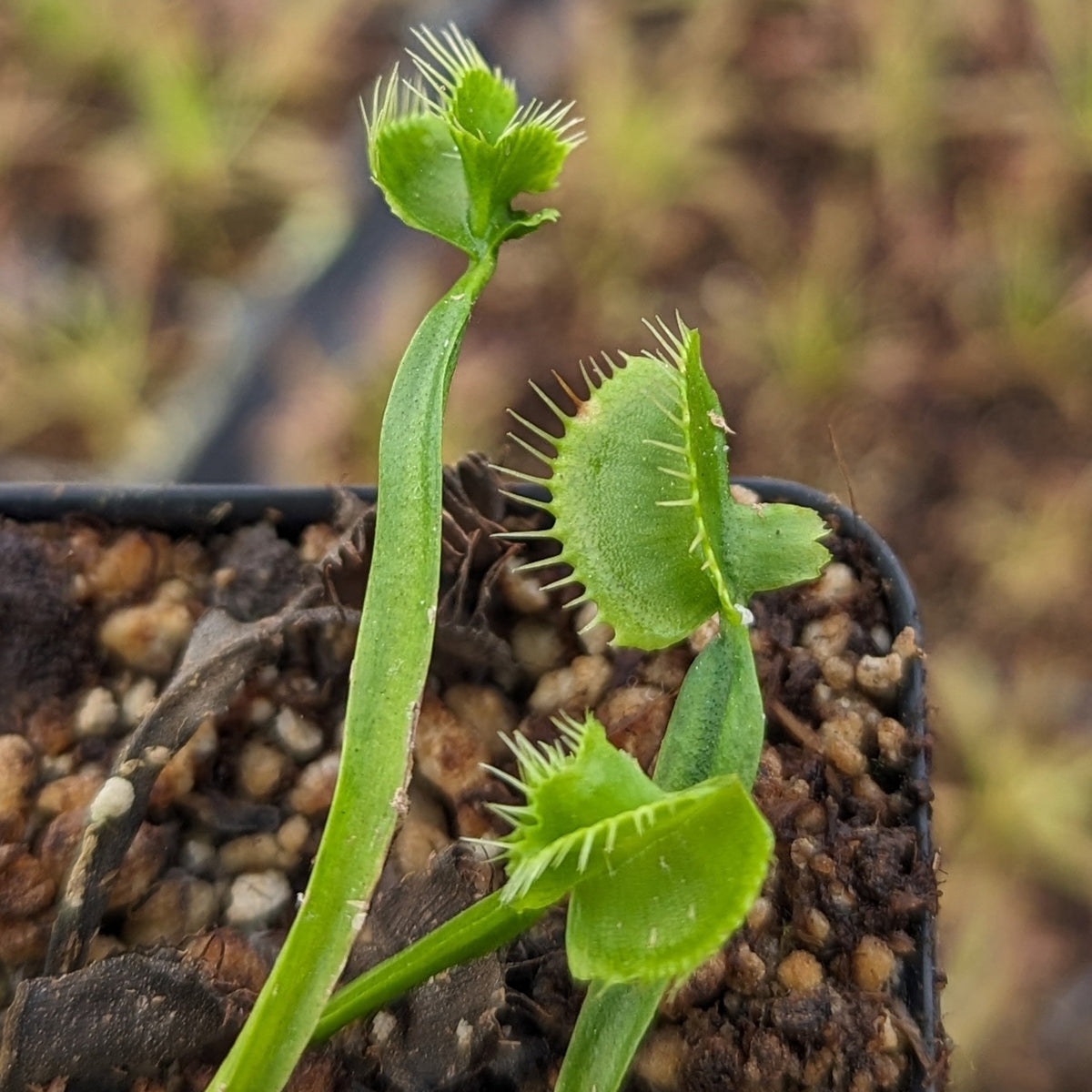 Venus Flytrap- Dionaea muscipula "Cerberus“ – Carnivero