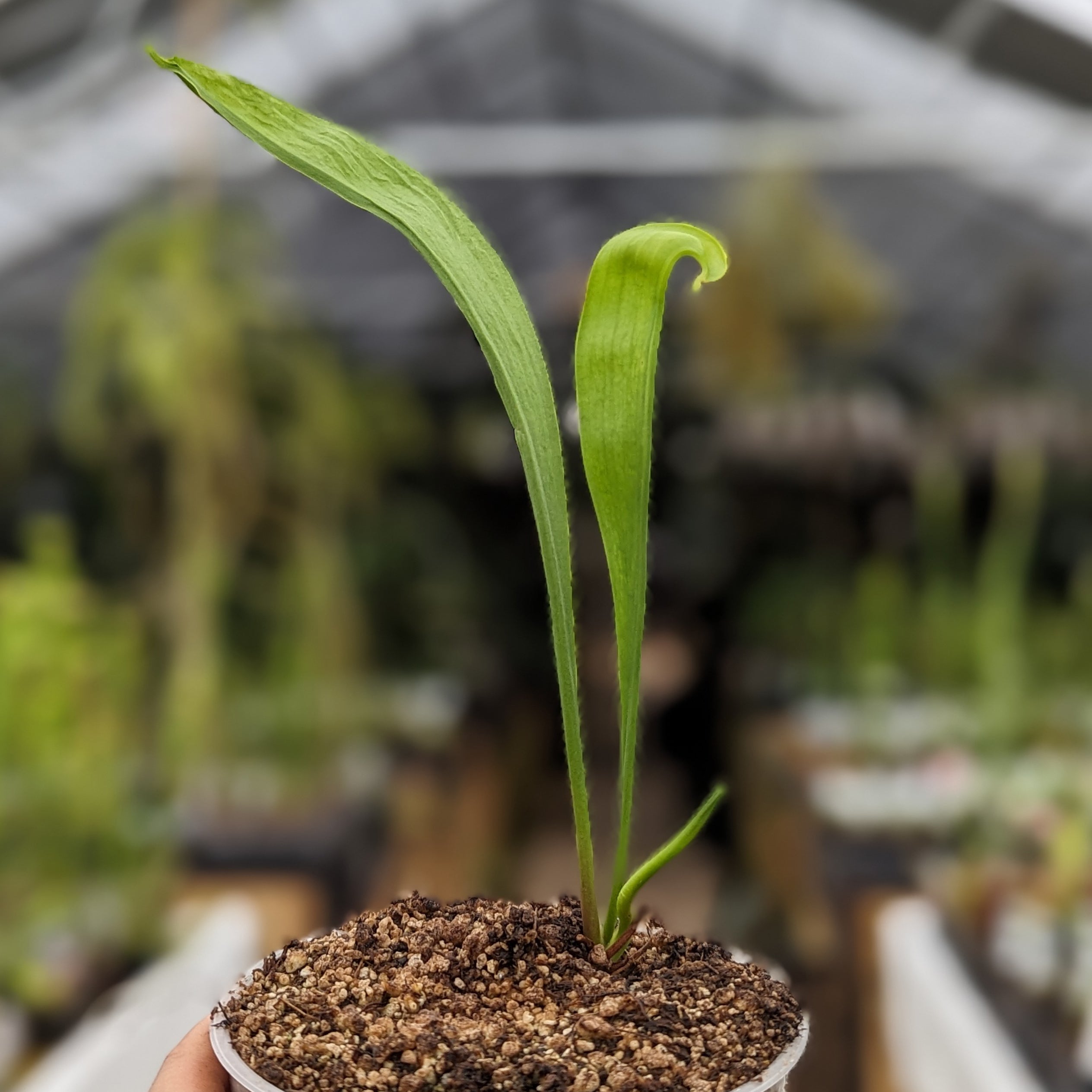 Sarracenia flava var. rugelii – Carnivero
