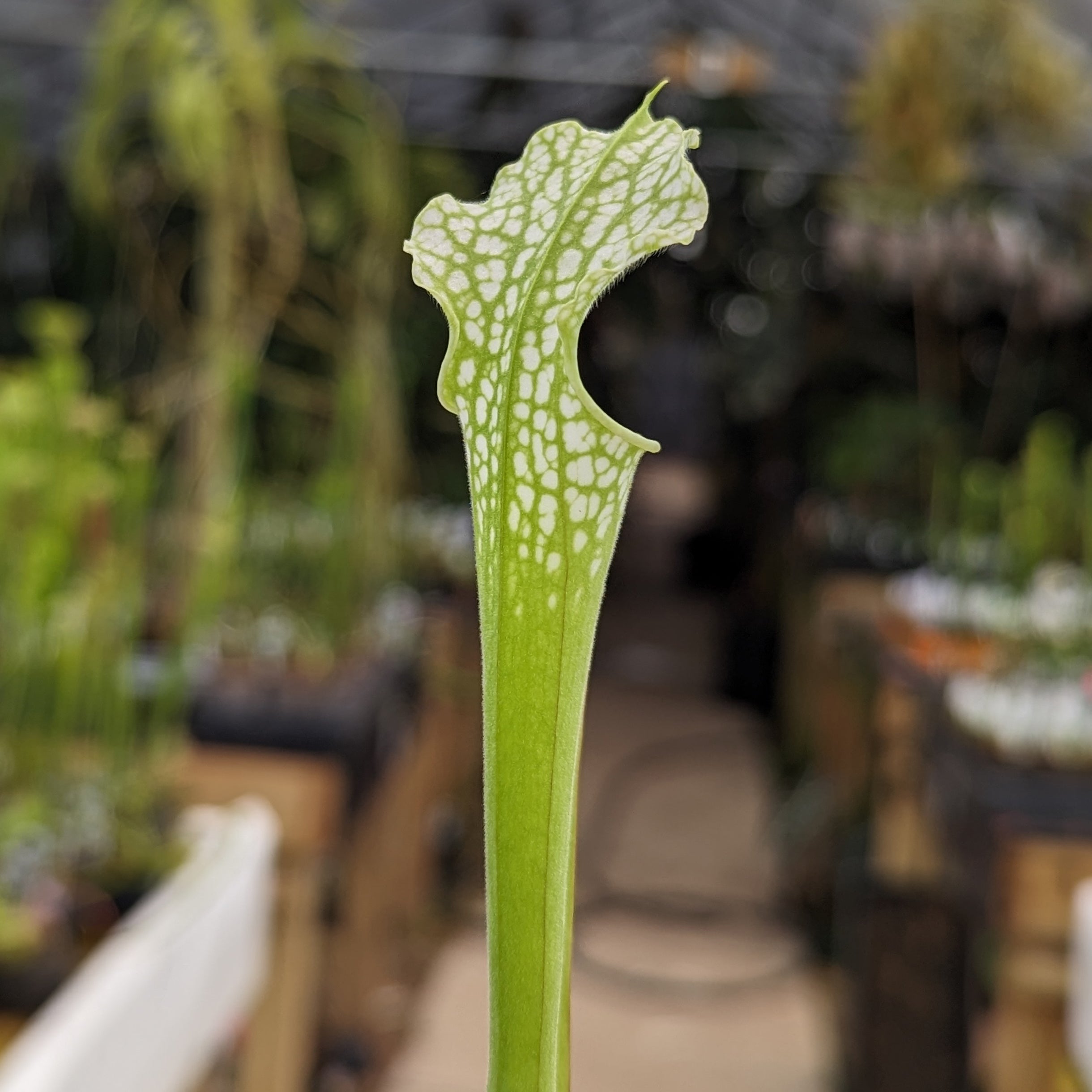 Sarracenia leucophylla Pubescent Pink Pitcher Plant – Carnivero