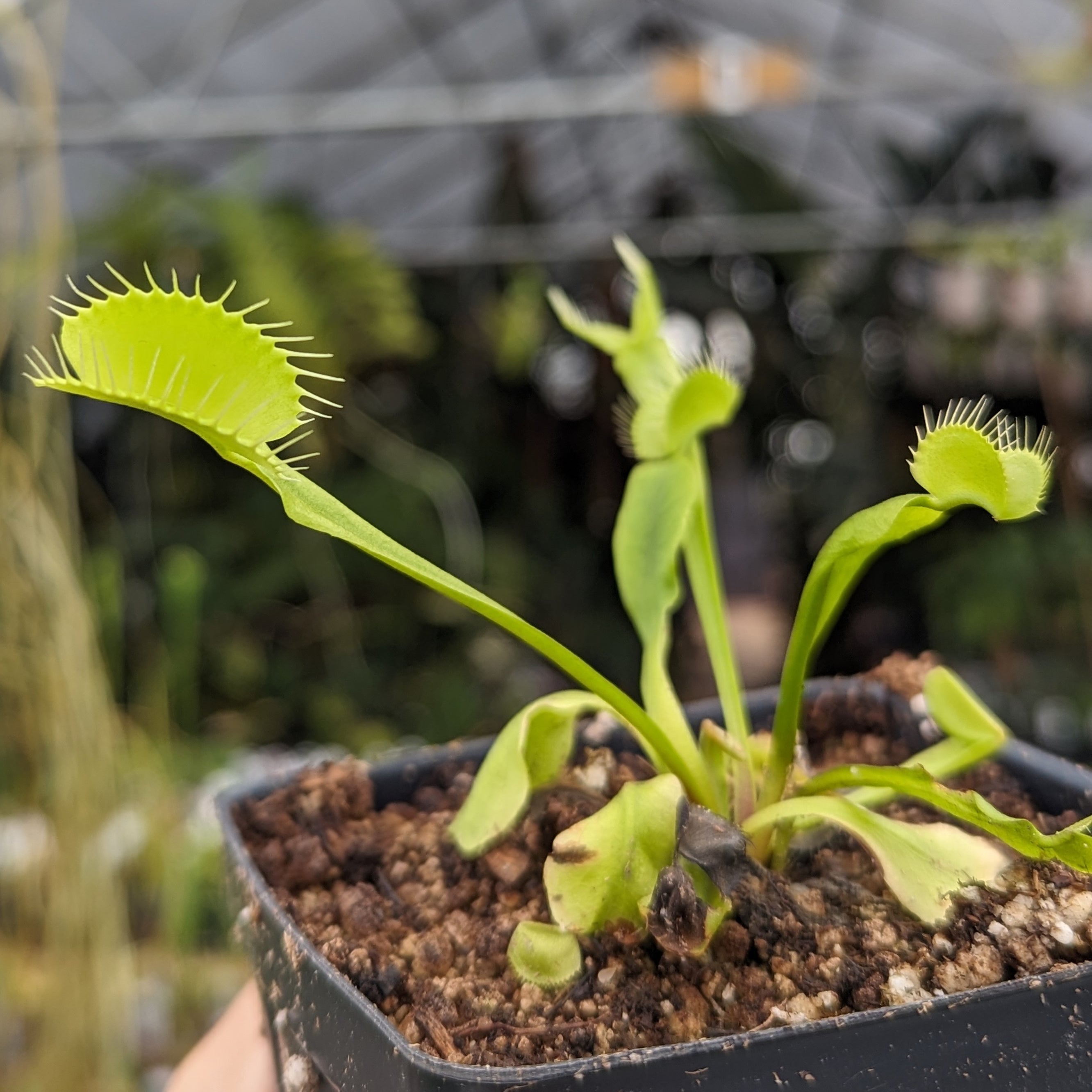 Venus Flytrap- Dionaea muscipula Rogue Sombre – Carnivero