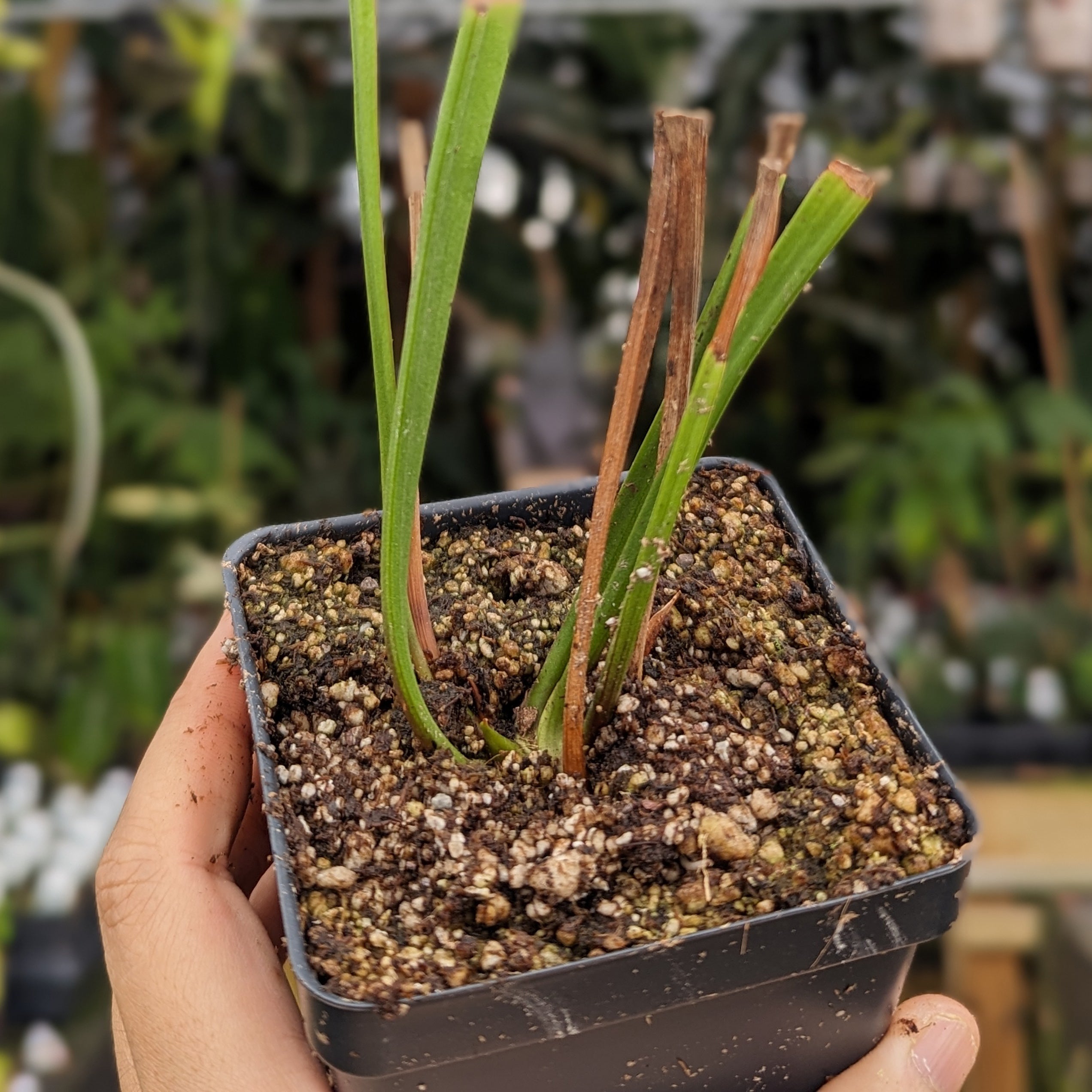 Sarracenia alata Dutch Super, Black Tube – Carnivero