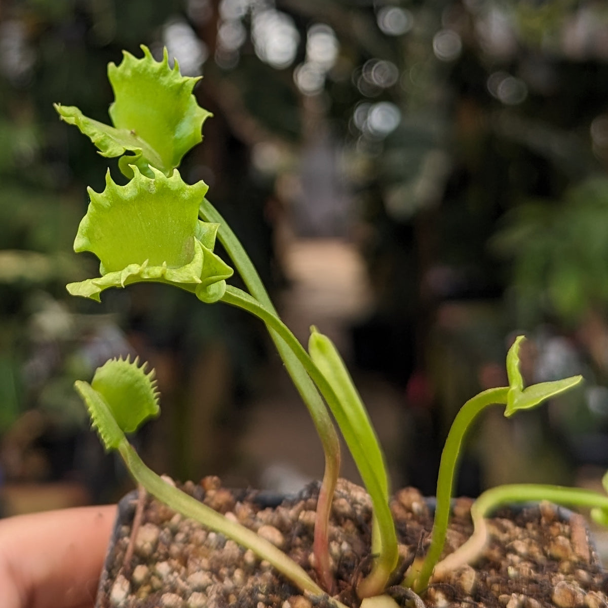 Venus Flytrap- Dionaea muscipula "Werewolf" F2 – Carnivero