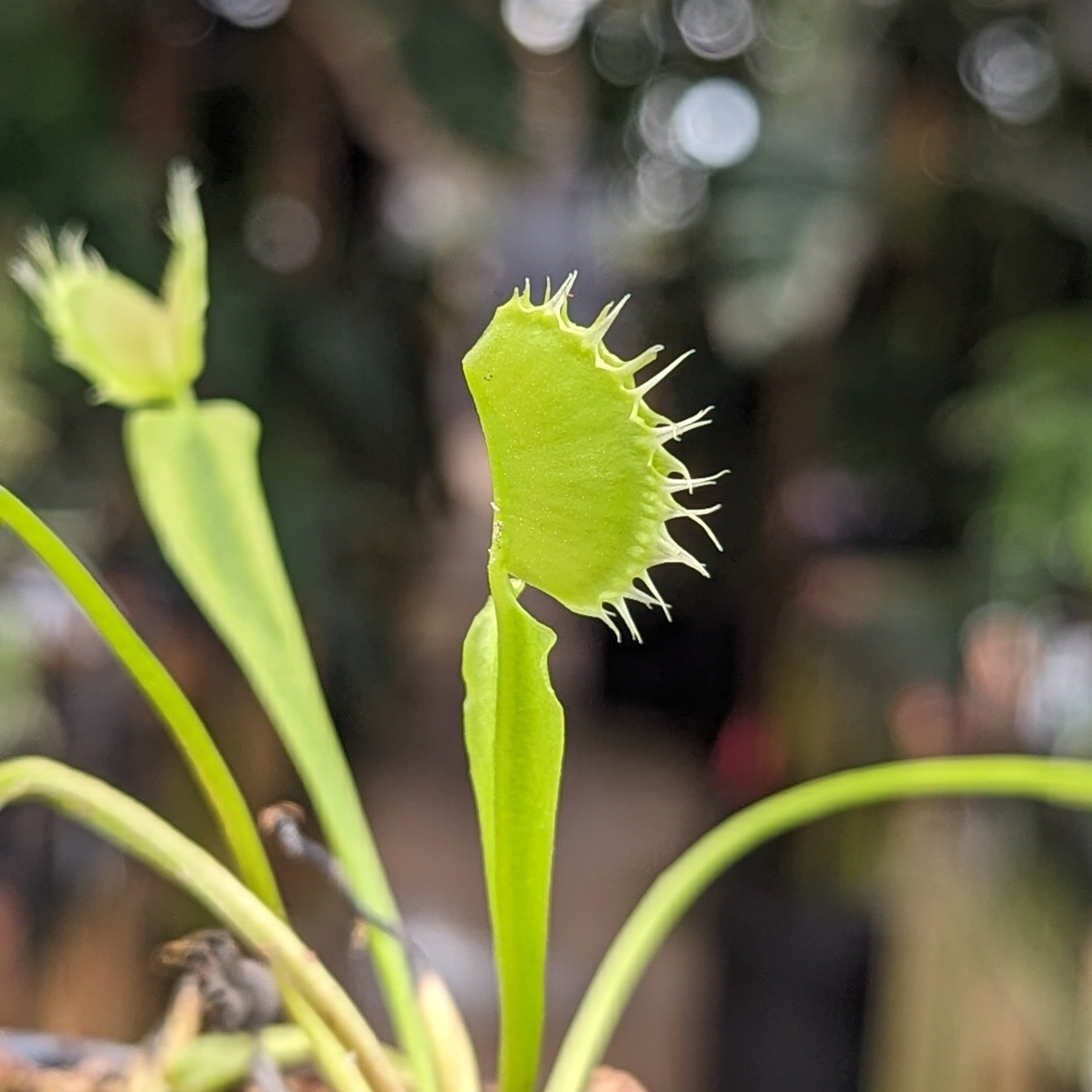Venus Flytrap- Dionaea muscipula Crispy Sun – Carnivero