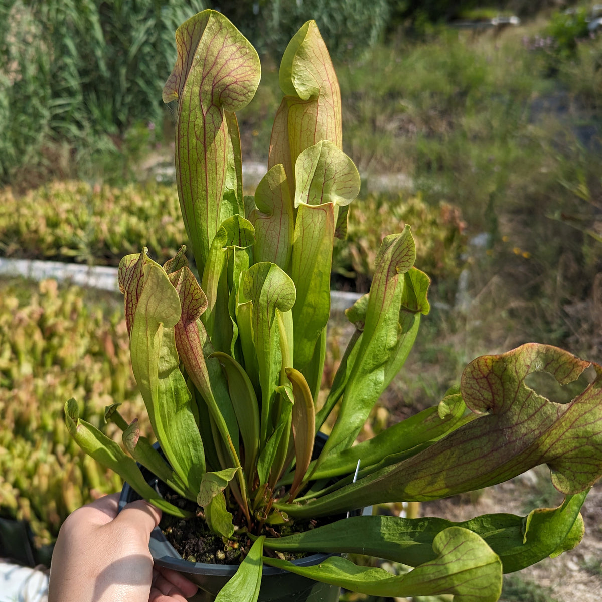 Sarracenia 'Meerkat Mob' – Carnivero