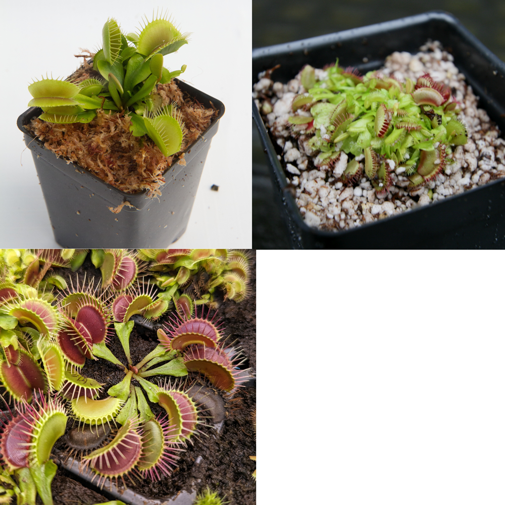 Venus Flytrap Collection – Carnivero