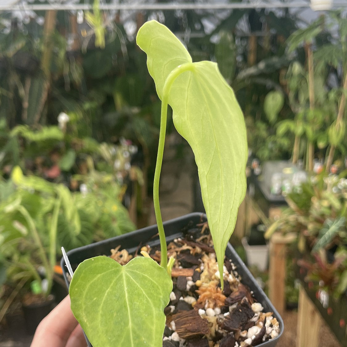 Anthurium 'Delta Force' – Carnivero