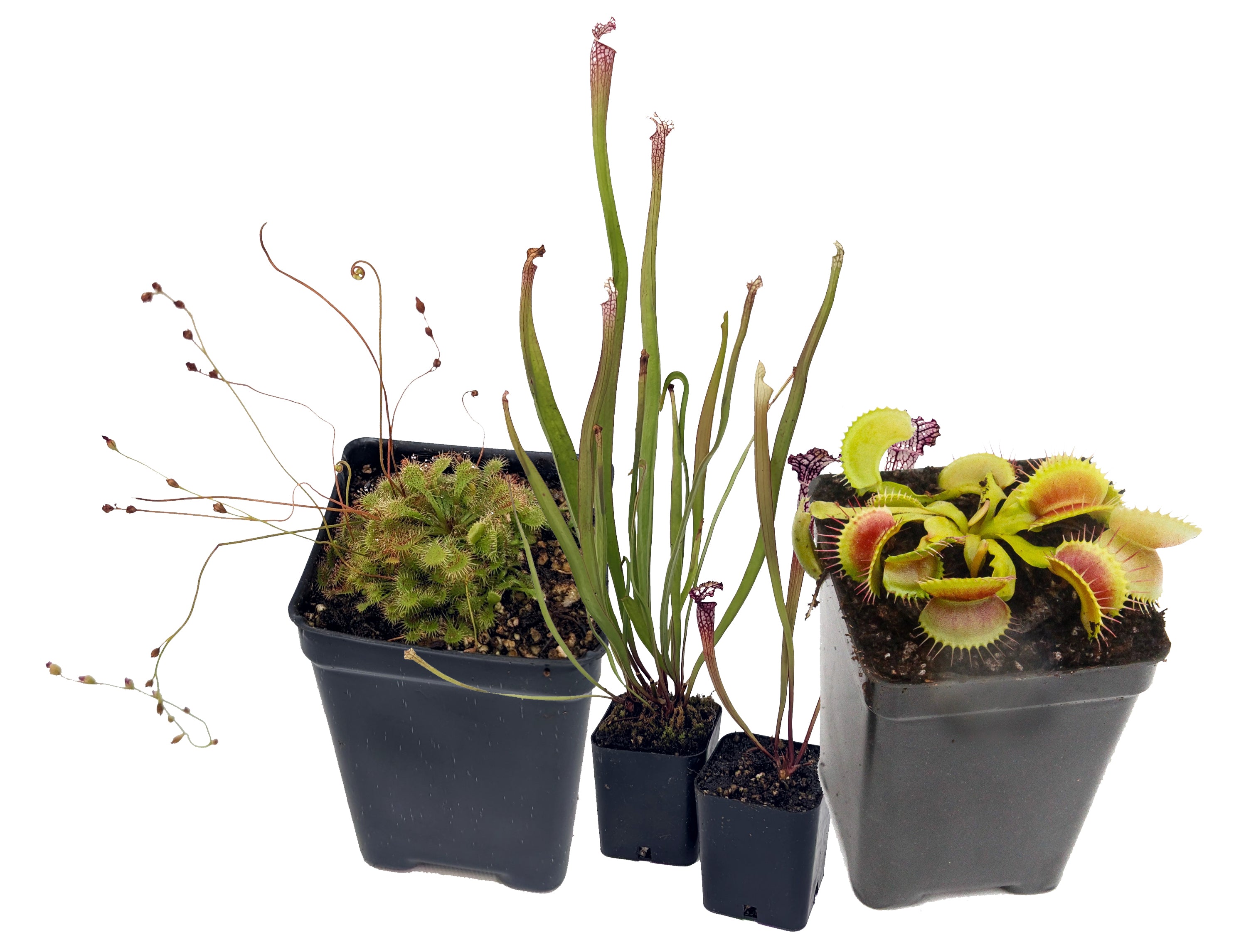 Outdoor Beginner Carnivorous Plant Collection - FREE SHIPPING – Carnivero