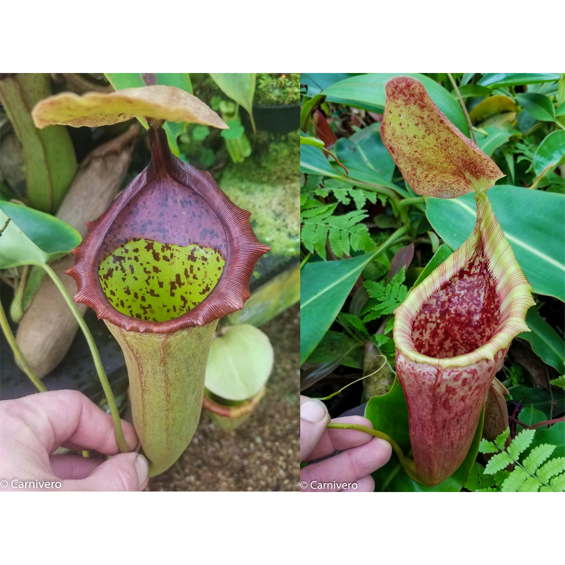 Nepenthes (truncata x campanulata) x ([(lowii x veitchii) x campanulat ...